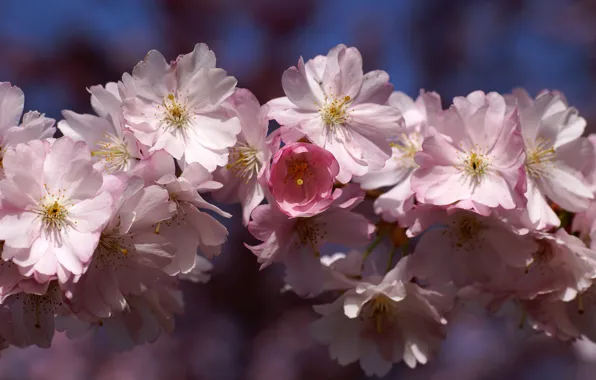 Wallpaper macro, branches, Sakura, pink for mobile and desktop, section цветы, resolution ...