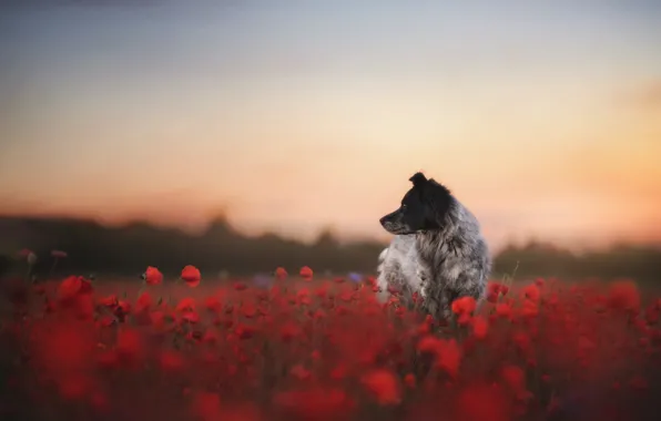 Wallpaper the sky, nature, pose, Maki, dog, poppy field for mobile and ...