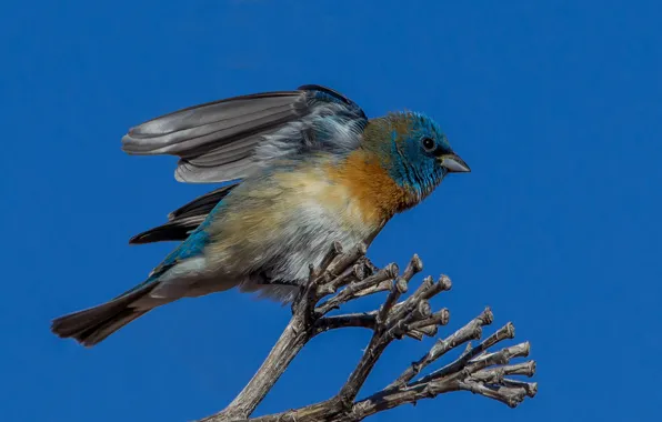 Wallpaper branches, bird, wings, tail, azure sancopy cardinal for ...