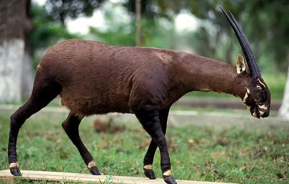 Wallpaper animal, large, wildlife, rarest, mom, The saola for mobile ...