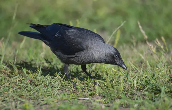Wallpaper summer, grass, curious, jackdaw for mobile and desktop ...