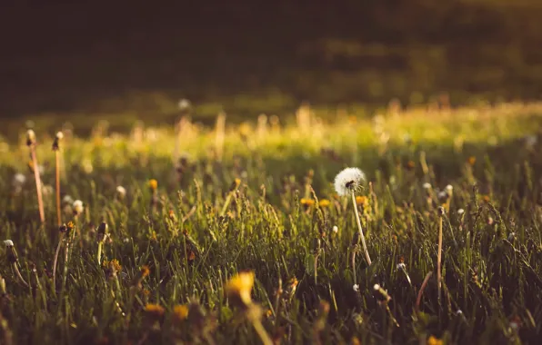 Wallpaper grass, nature, dandelion images for desktop, section природа ...