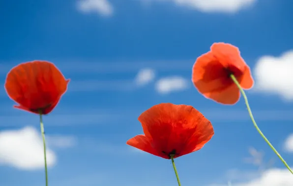 Wallpaper the sky, nature, Mac, petals for mobile and desktop, section ...