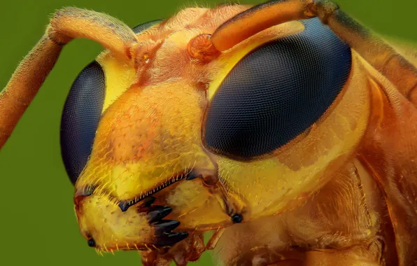 Wallpaper eyes, macro, background, OSA, portrait, insect, antennae for ...