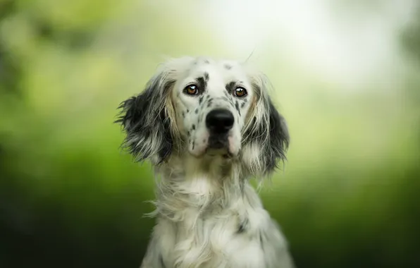 Wallpaper look, face, portrait, dog, green background, spotted, setter ...