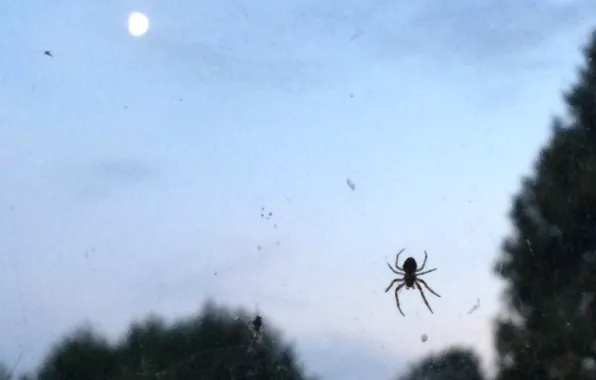 Download wallpaper web, spider, twilight, section animals in resolution ...