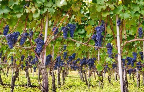 Wallpaper Italy, wine, grapes, Piemonte, vineyard, red wine, Barolo ...