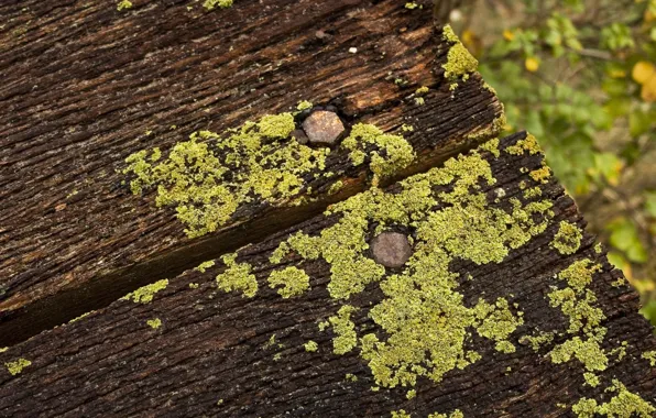 Wallpaper Board, moss, rotten for mobile and desktop, section макро ...