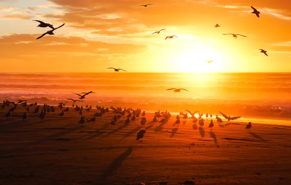 Wallpaper sea, bird, shore for mobile and desktop, section природа ...