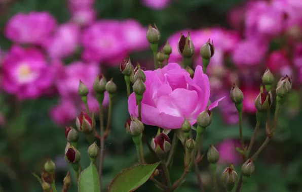 Wallpaper roses, pink, roses, the rose Bush for mobile and desktop ...