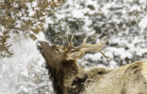 Download wallpaper winter, nature, deer, section animals in resolution ...