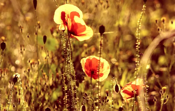 Wallpaper red, field, poppy for mobile and desktop, section природа ...