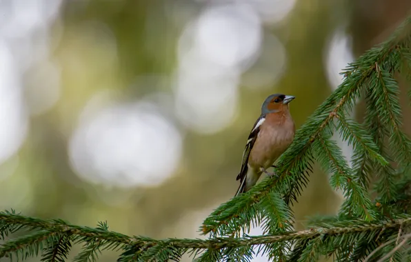 Wallpaper bird, bokeh, Chaffinch, photohunt for mobile and desktop ...