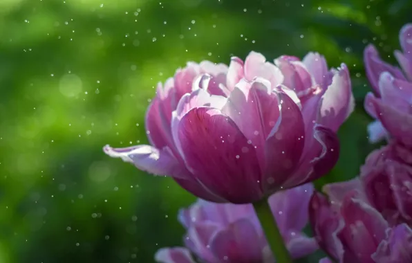 Download wallpaper drops, pink, tulips, section flowers in resolution ...