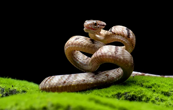 Wallpaper moss, snake, black background for mobile and desktop, section ...