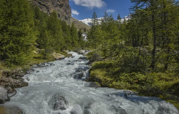 Wallpaper forest, nature, river, stream, rapid for mobile and desktop ...