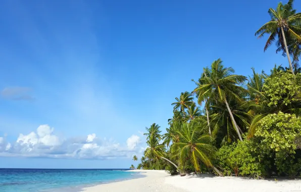Wallpaper the sky, tropics, palm trees, the ocean, island, white sand ...