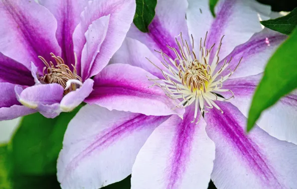 Download wallpaper flowers, flowering, Clematis, section flowers in ...