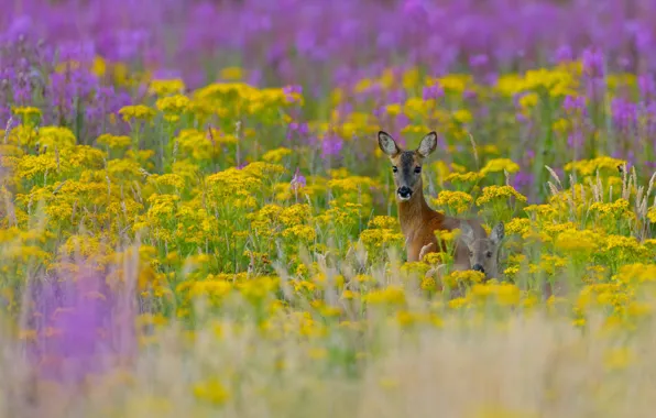 Download Wallpaper Field Summer Grass Look Face Flowers Nature