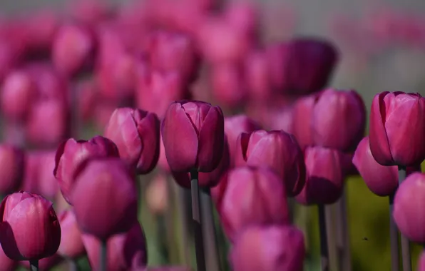 Wallpaper flower, flowers, nature, Park, Tulip, spring, raspberry ...