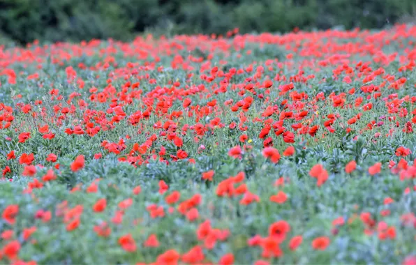 Download wallpaper field, Mac, many, section nature in resolution 1920x1080