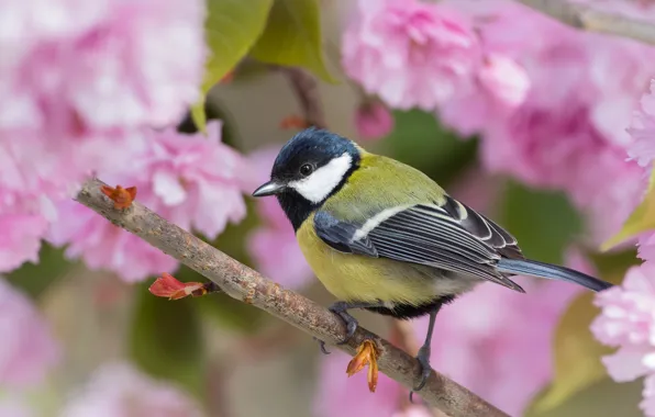 Wallpaper branch, Sakura, tit images for desktop, section животные - download