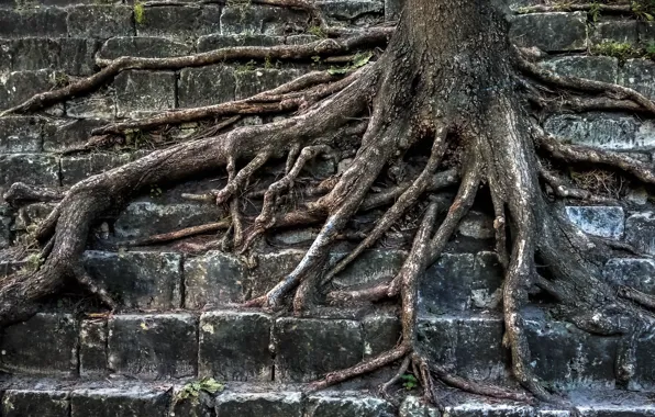 Download wallpaper roots, stones, tree, lions, tree, roof, highest ...