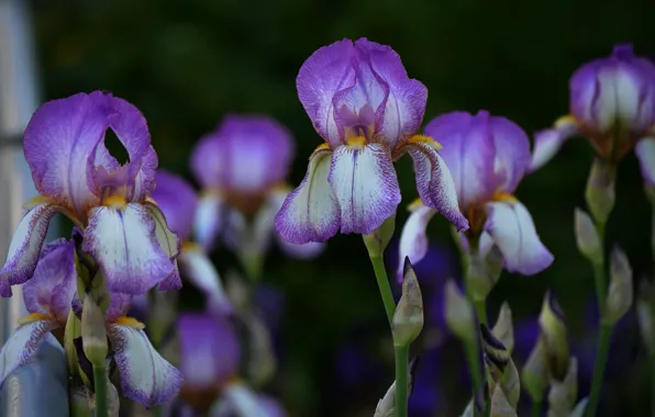 Wallpaper flowers, spring, irises, lilac, bokeh, iris for mobile and ...