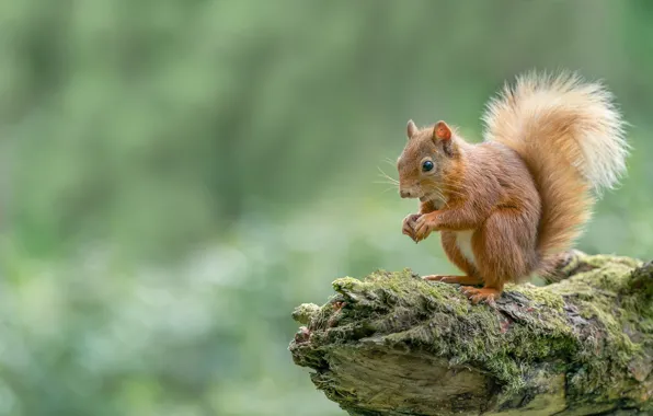 Download wallpaper background, protein, log, section animals in ...