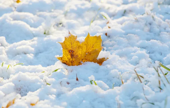 Wallpaper nature, winter, snow, leaf images for desktop, section ...