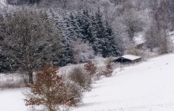 Wallpaper winter, forest, nature for mobile and desktop, section ...