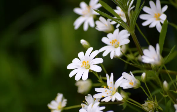 Wallpaper Greens Summer Grass Macro Flowers Spring White