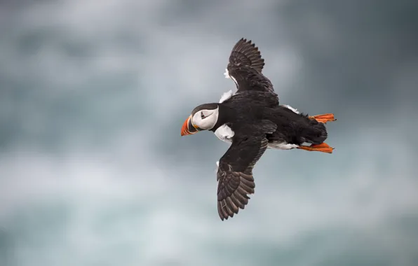 Wallpaper the sky, flight, bird, wings, stalled, the scope, flying for ...
