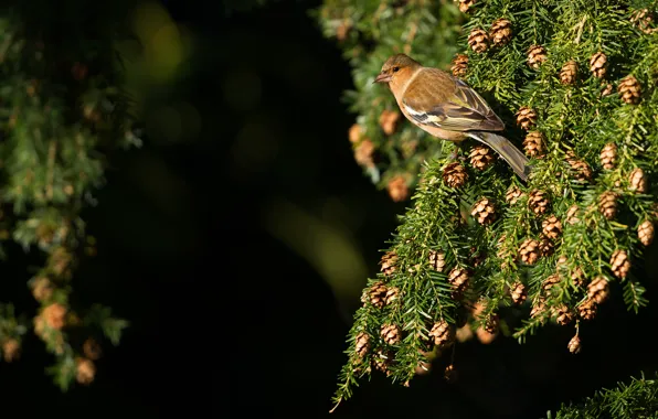 Wallpaper branches, bird, black background, needles, bumps, Klest for ...
