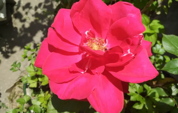 Wallpaper Rose, Rose, Red rose, Red rose for mobile and desktop ...