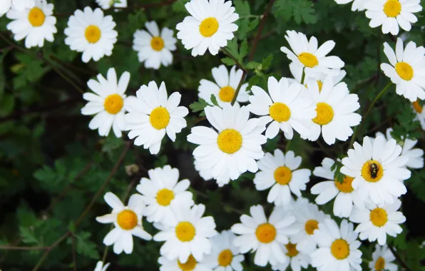 Wallpaper field, flowers, chamomile images for desktop, section цветы ...