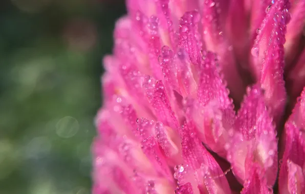 Wallpaper macro, flowers, clover, pink, Rosa. drops for mobile and ...