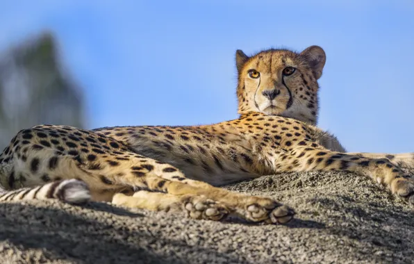 Wallpaper the sky, face, light, pose, Cheetah, lies for mobile and ...