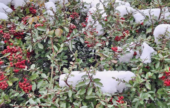 Wallpaper zima, krzak, December for mobile and desktop, section природа ...