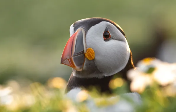 Wallpaper look, bird, portrait, stalled, bokeh for mobile and desktop ...