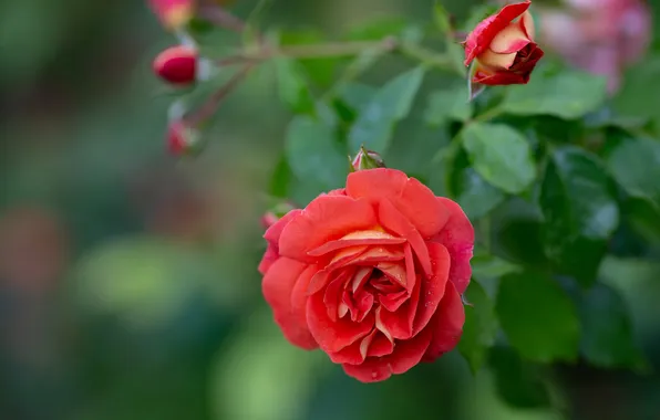 Wallpaper greens, flower, leaves, drops, flowers, rose, Bush, roses for ...