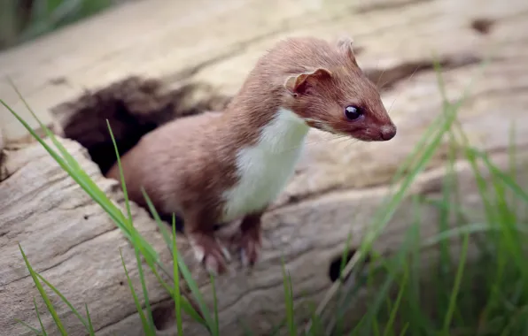Wallpaper grass, look, pose, Nora, animal, weasel, log, bokeh for ...