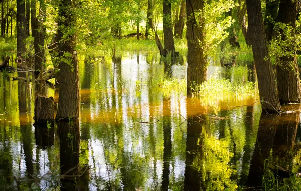 Wallpaper Water, Grass, Trees, Swamp images for desktop, section ...