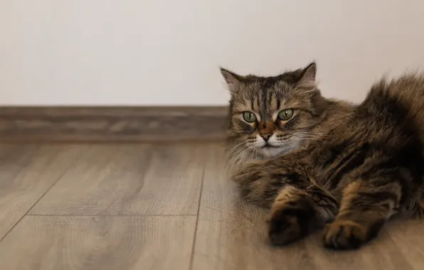 Wallpaper cat, cat, flooring, floor, lies for mobile and desktop ...