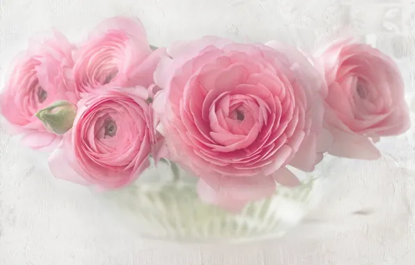 Wallpaper pink, buttercups, Ranunculus for mobile and desktop, section ...