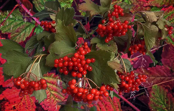 Wallpaper autumn, berry, Kalina for mobile and desktop, section еда ...