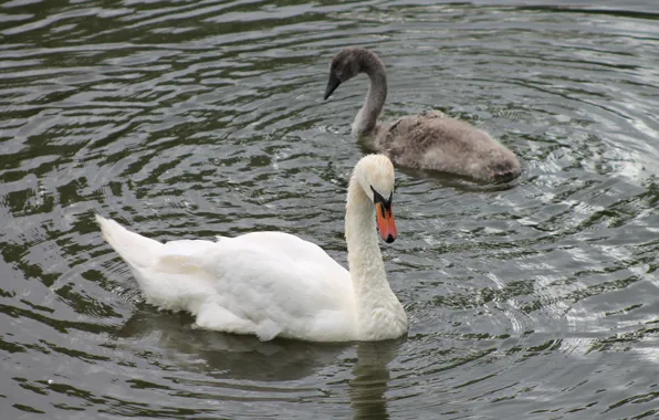 Wallpaper summer, birds, pond, Swan, chick, Lebedenko for mobile and ...