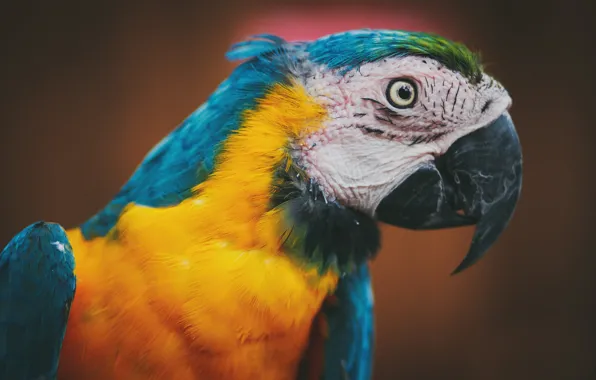 Wallpaper look, bird, portrait, parrot, Ara for mobile and desktop ...