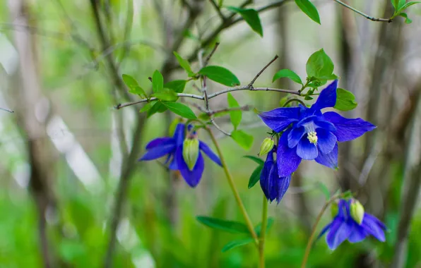 Download wallpaper greens, leaves, flowers, blue, bokeh, twigs, the ...