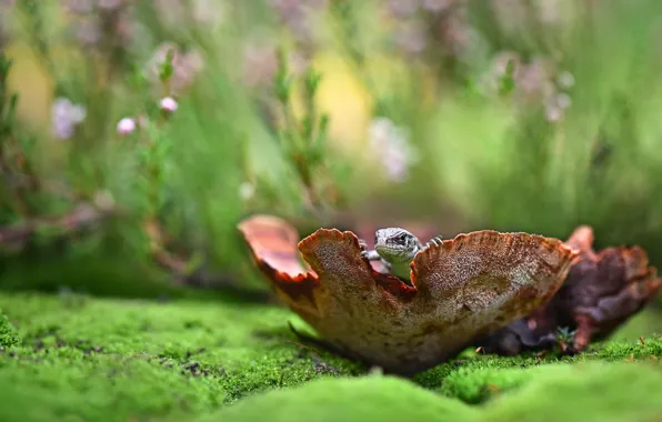 Wallpaper glade, lizard, Peeps for mobile and desktop, section животные ...
